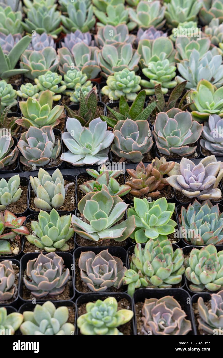 Succulents vector hi-res stock photography and images - Alamy