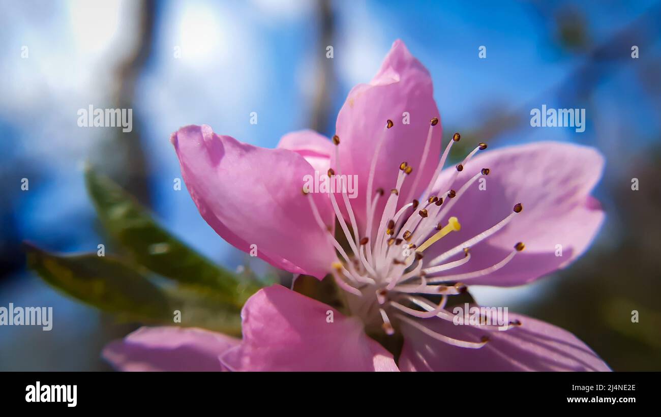 Close up exotic of pink flower. A wild peach is a wild growing form of ...