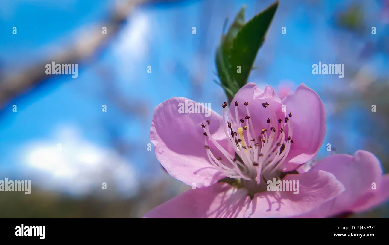 Close up exotic of pink flower. A wild peach is a wild growing form of ...