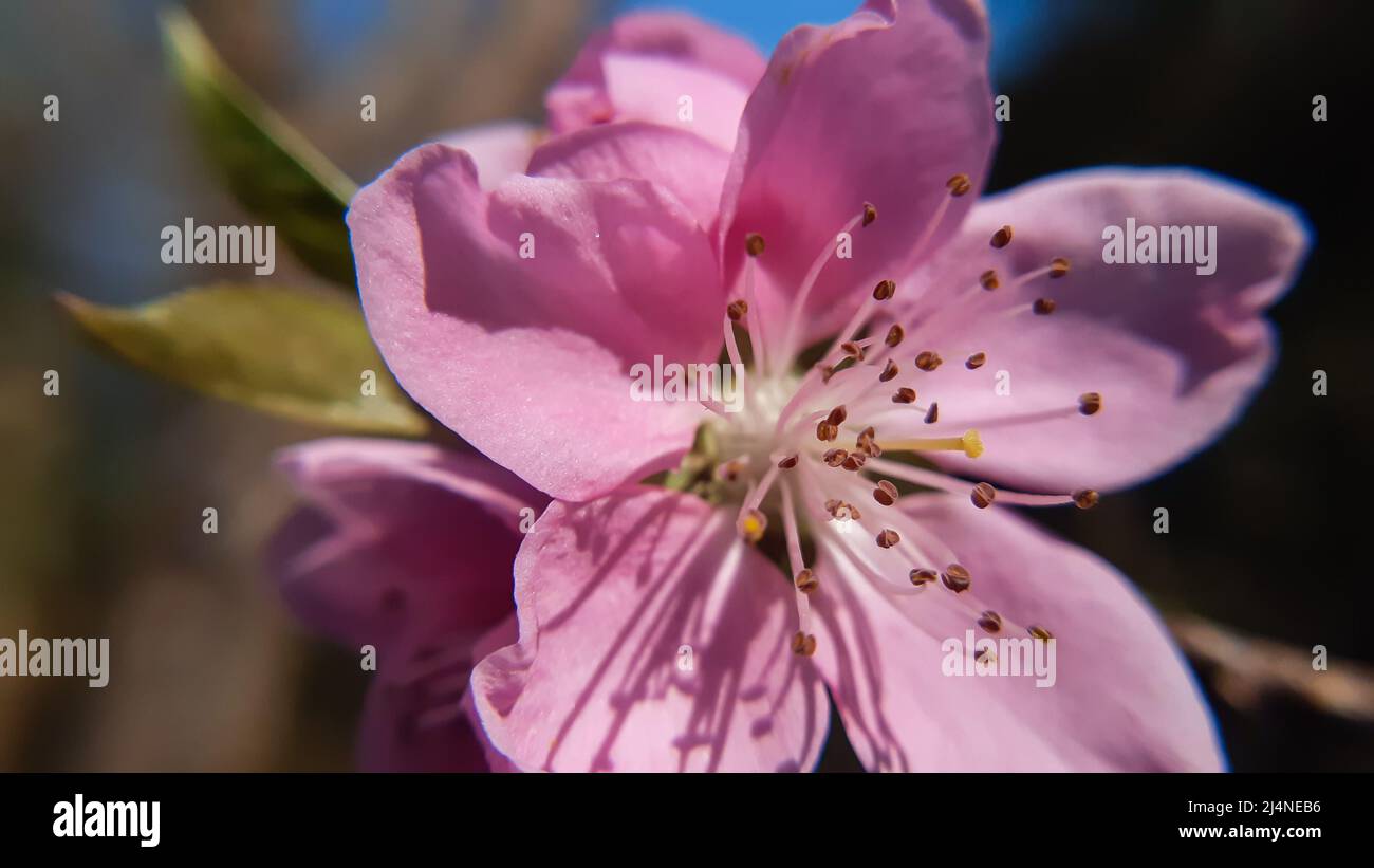 Close up of pink flower. A wild peach is a wild growing form of the ...