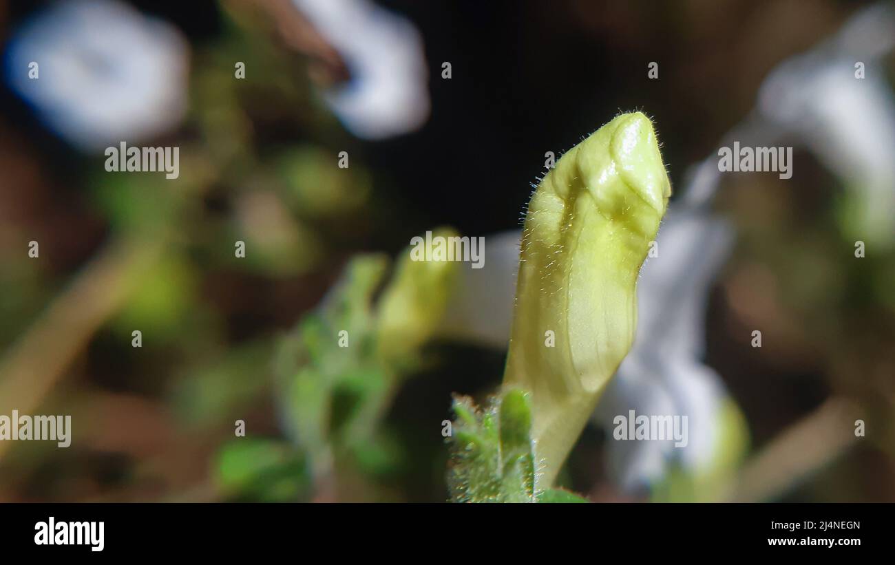 New bloom of exotic flower. its common name is two headed coneflower ...
