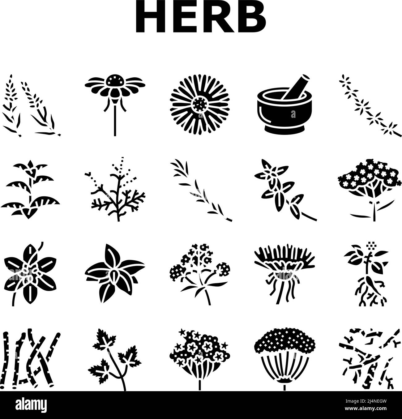 Medical Herb Natural Ingredient Icons Set Vector Stock Vector Image ...