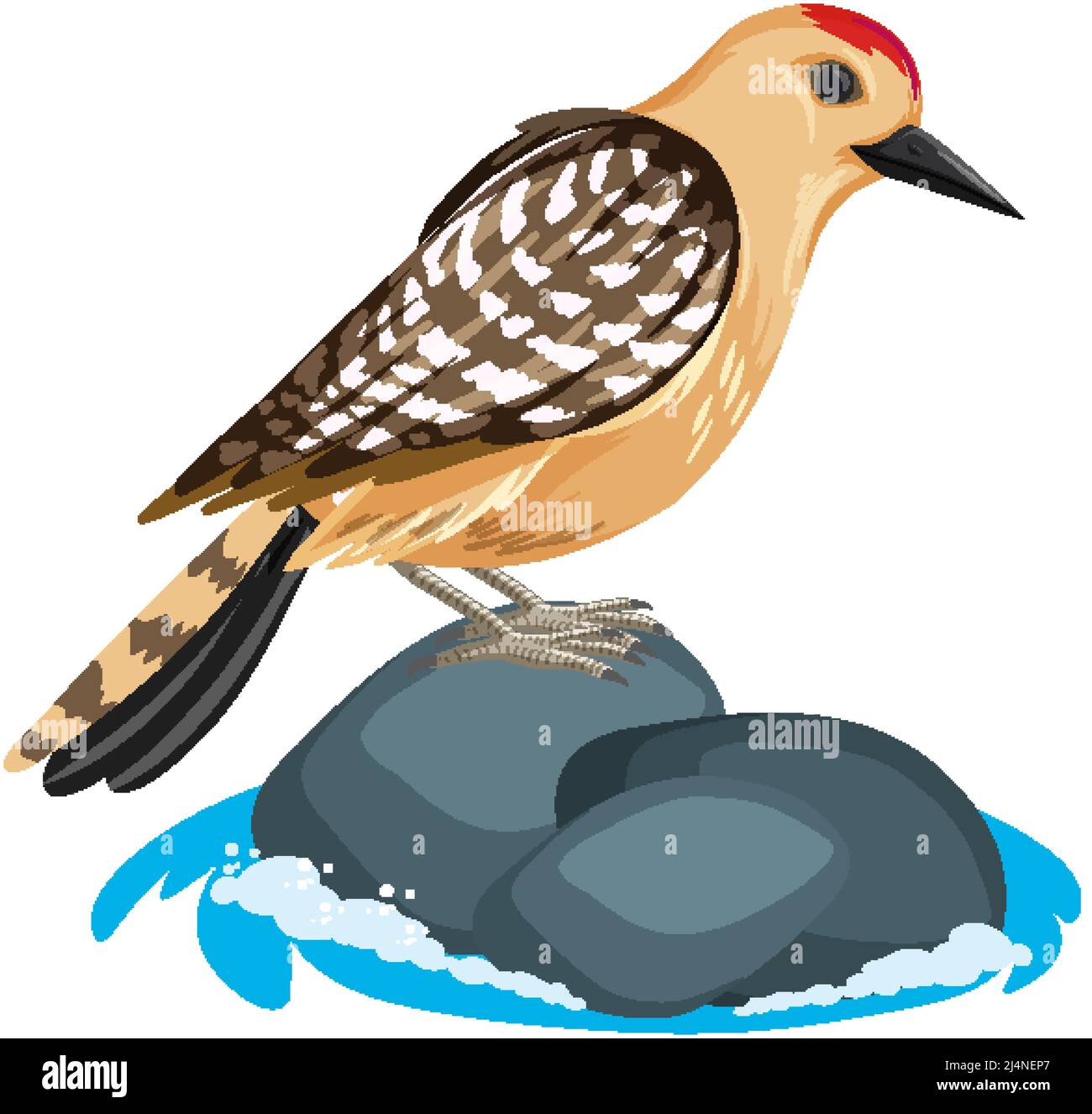 Brown bird standing on rock illustration Stock Vector Image & Art - Alamy