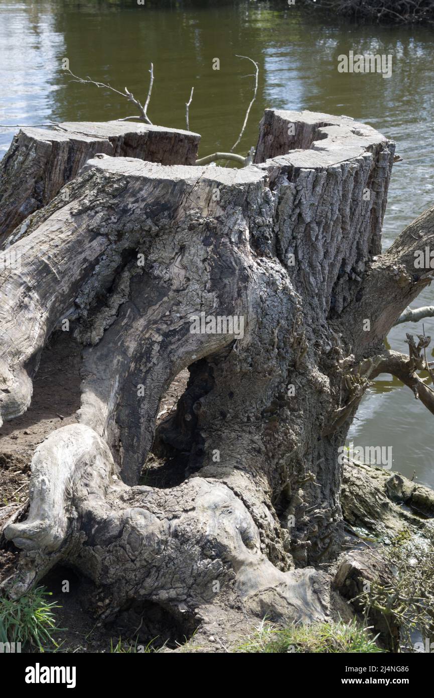 Gnarled stump hi-res stock photography and images - Alamy