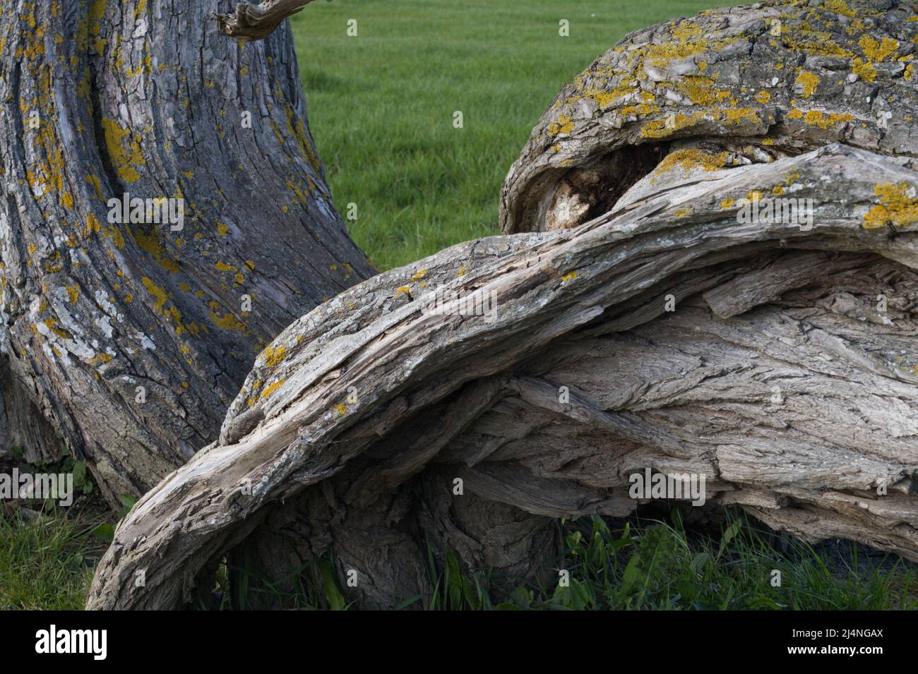 Old curved willow tree trunks Stock Photo - Alamy
