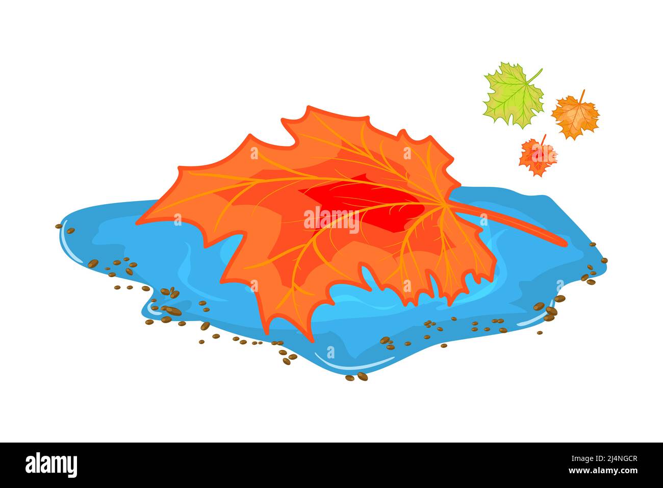 Leaf in puddle isolated on white background.Autumn maple leaf floating in puddle of water.Fall ...