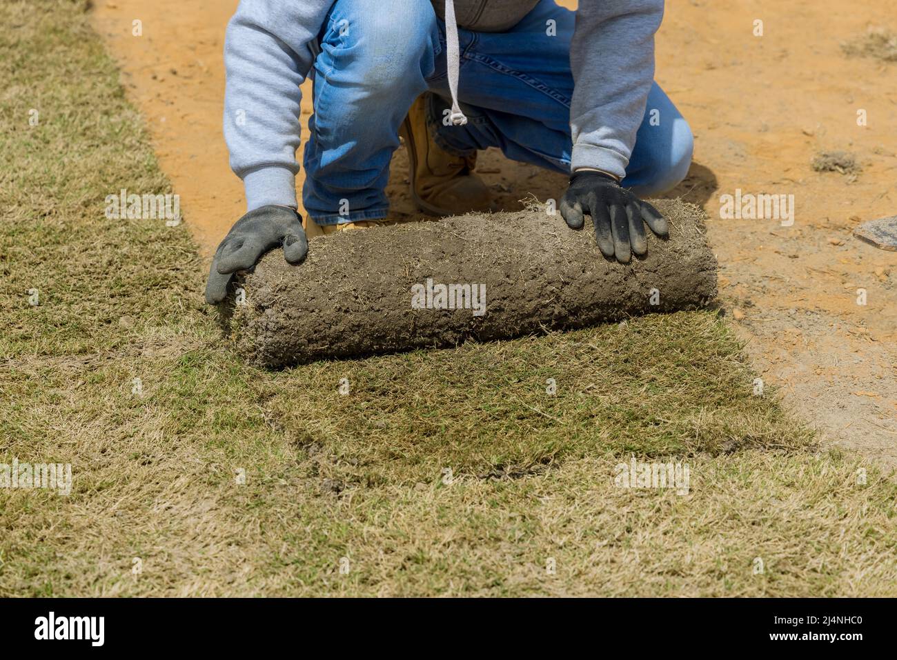 Unrolling laying rolls of turf natural rolled lawn with material for ...
