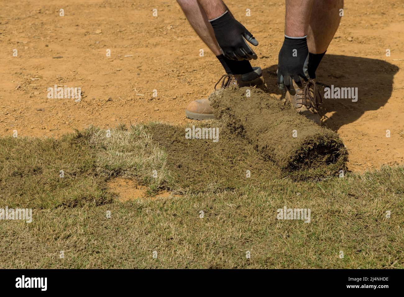 Worker is unrolling laying sod for new garden lawn Stock Photo - Alamy