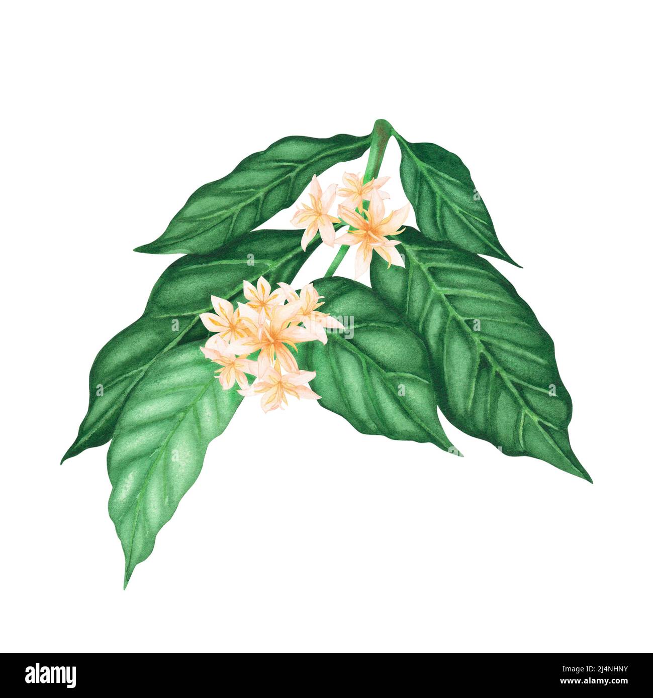 Coffee plant with flowers on branch isolated on white background ...