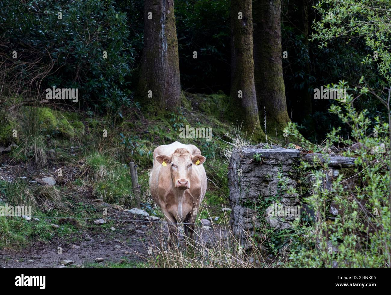 Farnane hi-res stock photography and images - Alamy
