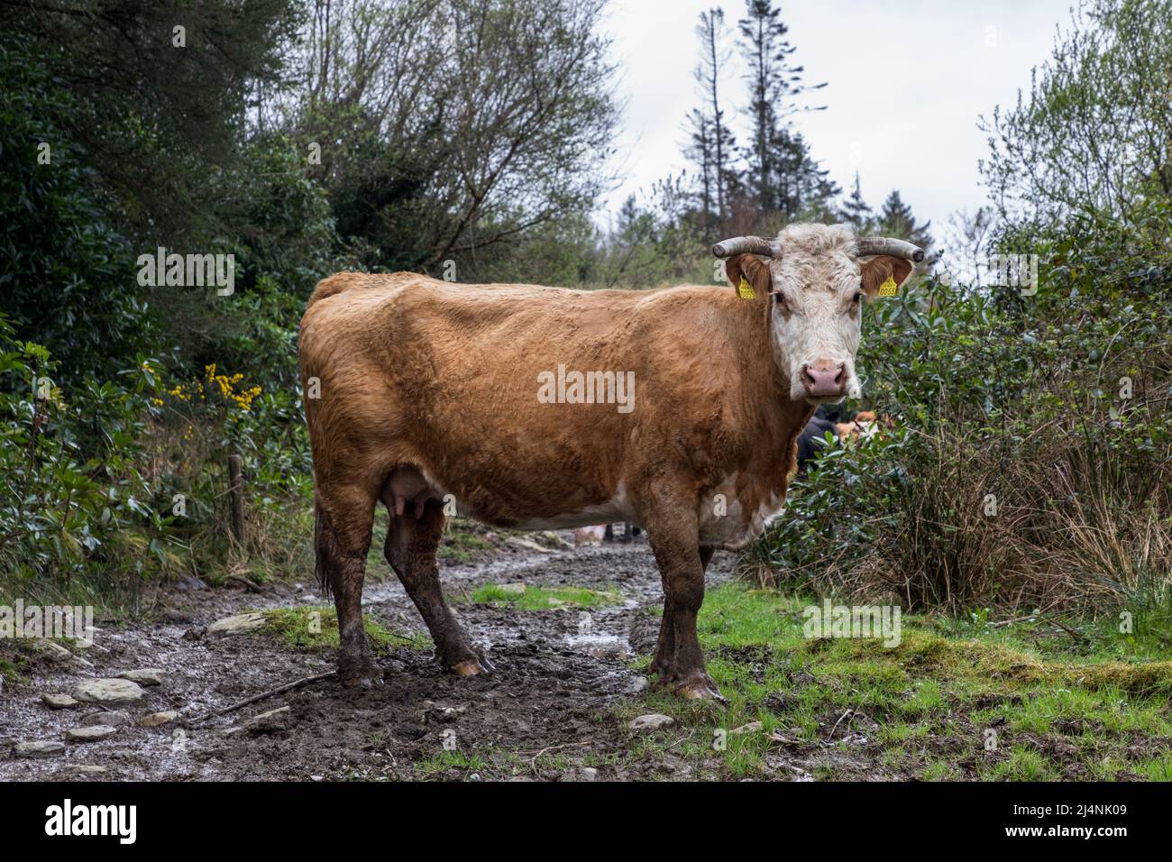 Irish charolais cattle hi-res stock photography and images - Alamy