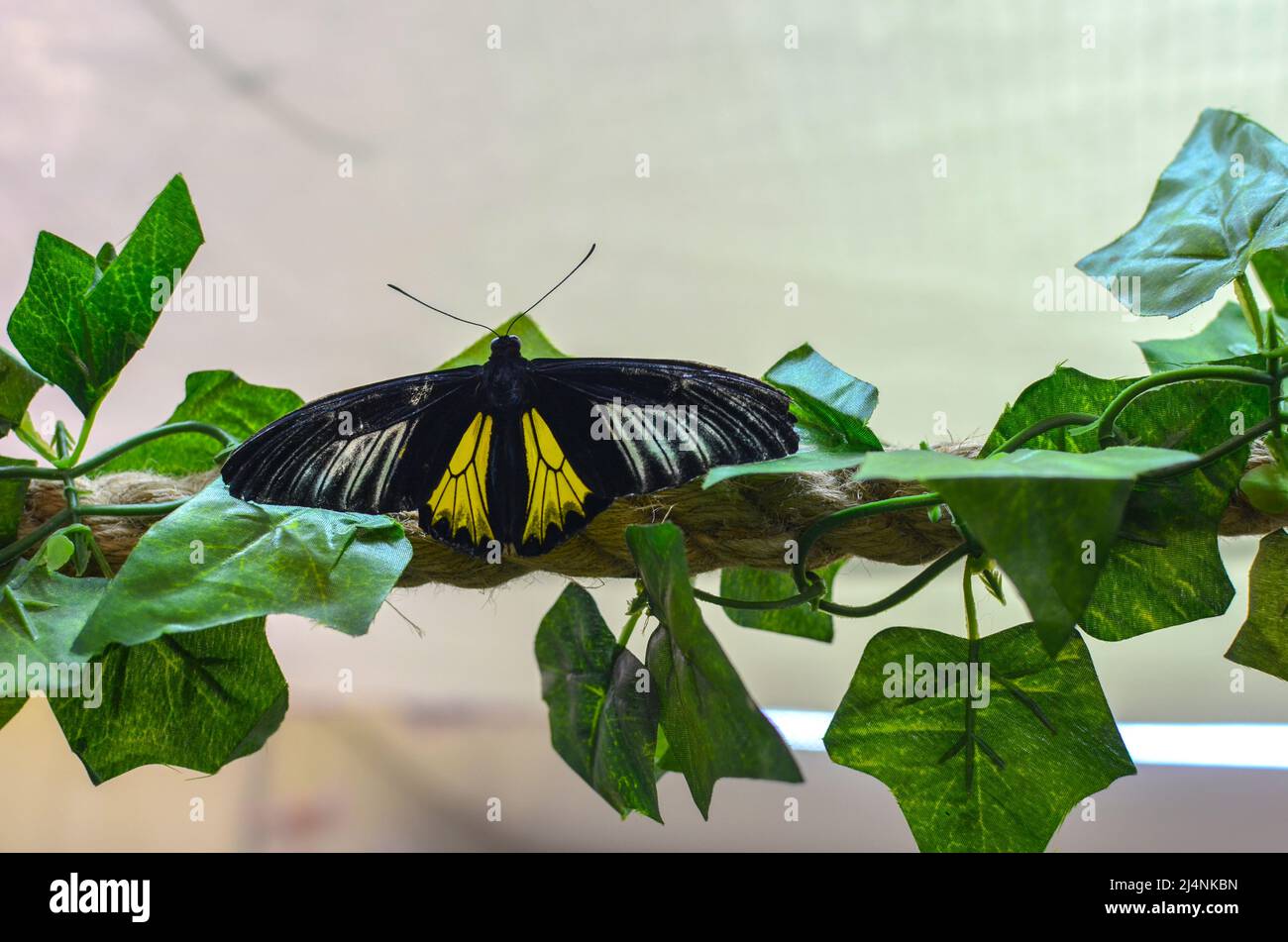 Troides Rhadamantus golden birdwing with a damaged wing in a tropical ...