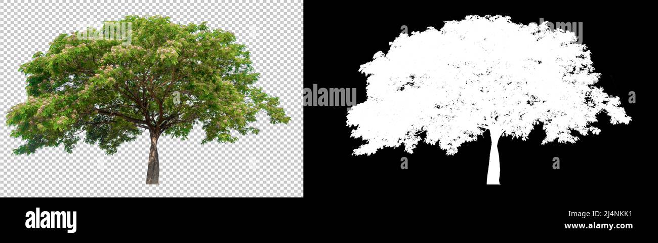 Green tree on transparent background picture with clippings path inside ...