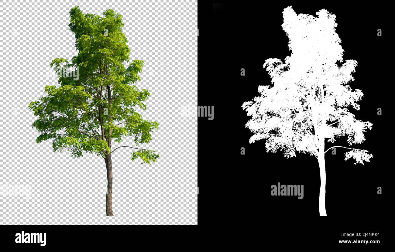 Green tree on transparent background picture with clippings path inside ...