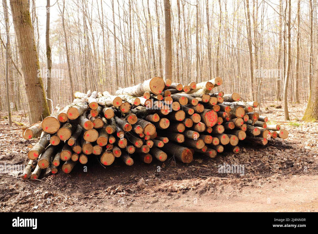 a fresh wood polter at the edge of the forest Stock Photo - Alamy