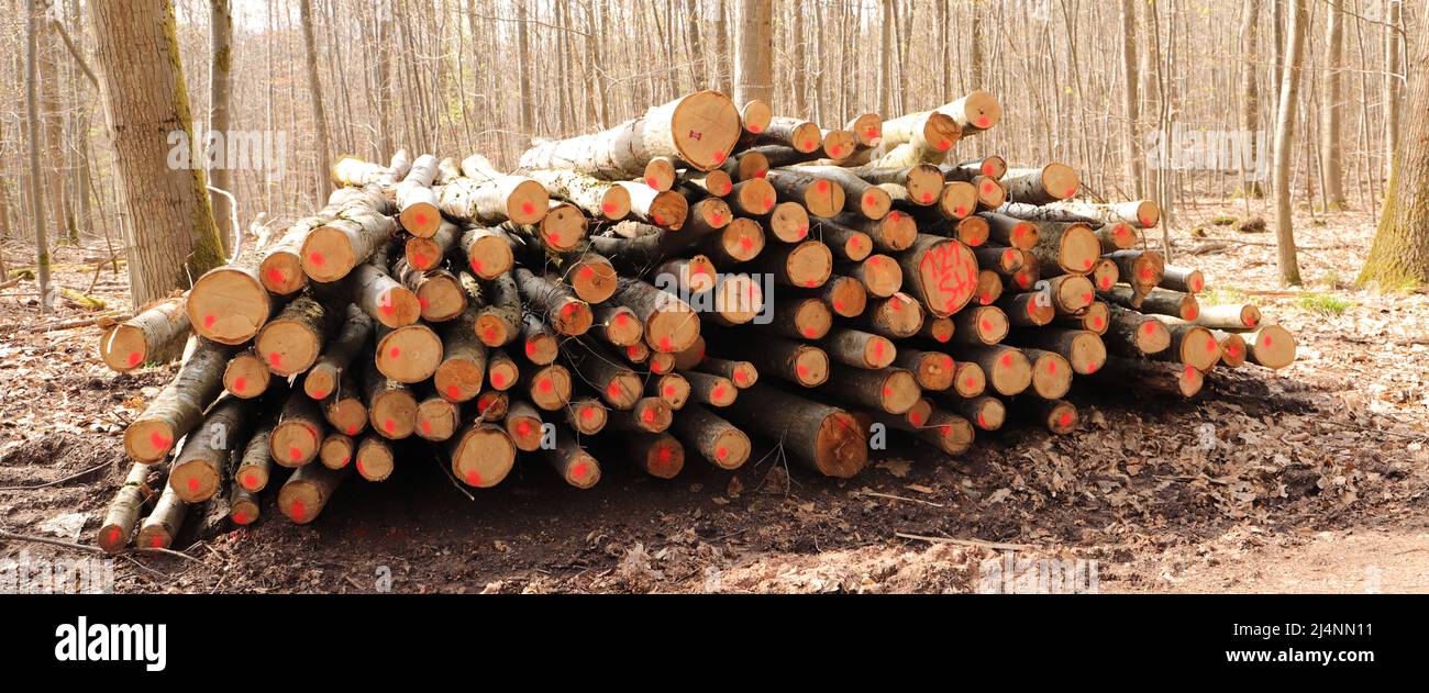 a fresh wood polter at the edge of the forest Stock Photo - Alamy