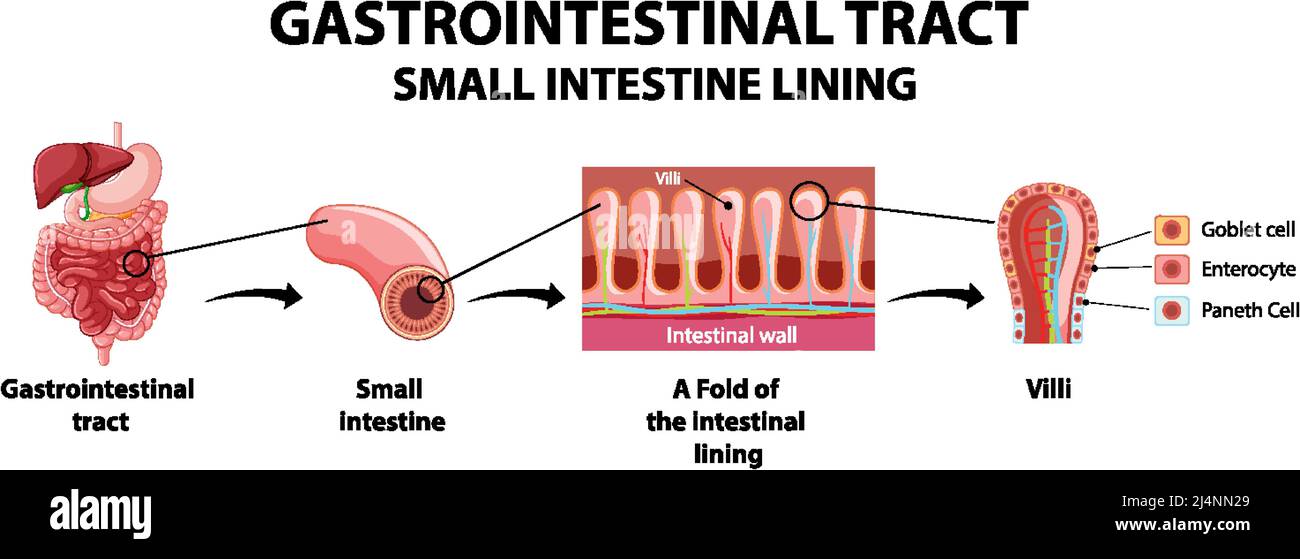 Diagram showing gastrointestinal tract illustration Stock Vector Image ...