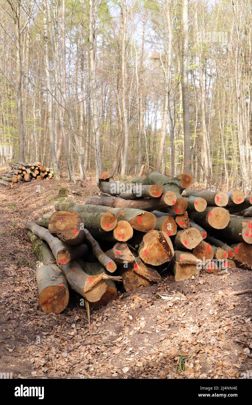 a fresh wood polter at the edge of the forest Stock Photo - Alamy