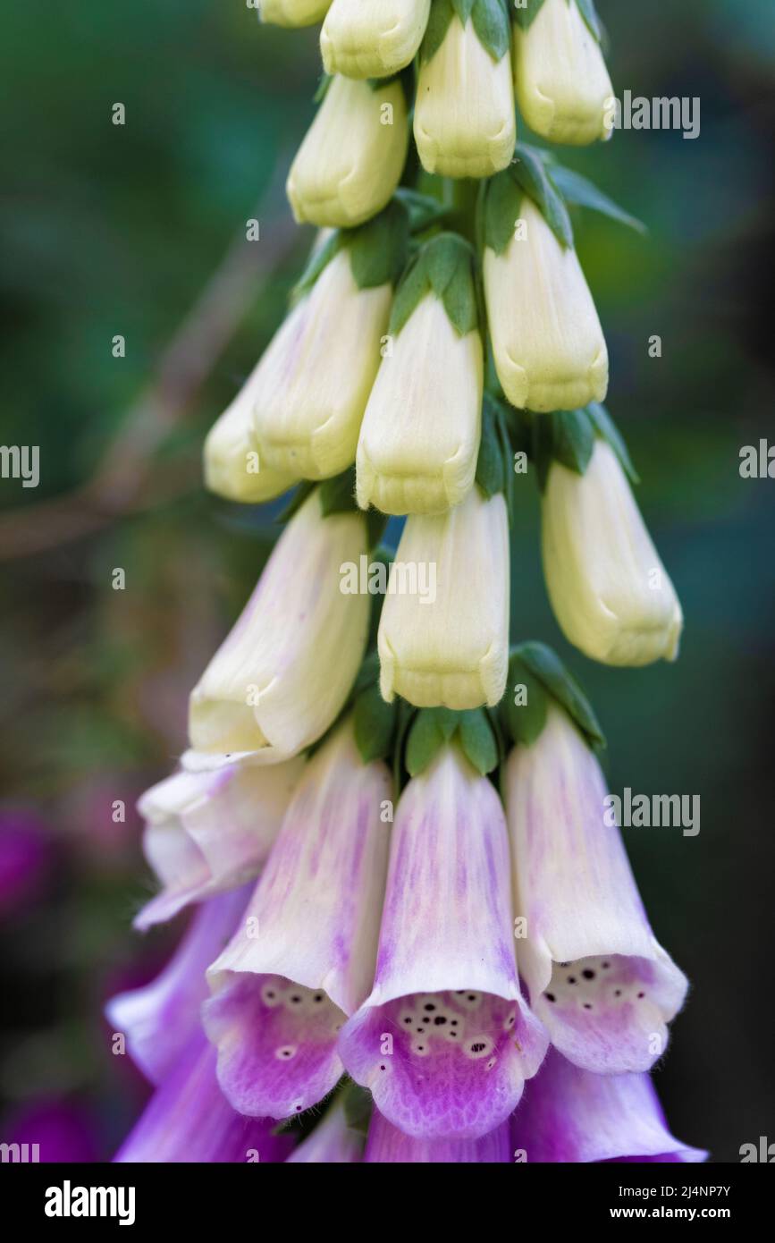 Foxglove, a popular garden plant with bell-shaped flowers. Closeup of a ...