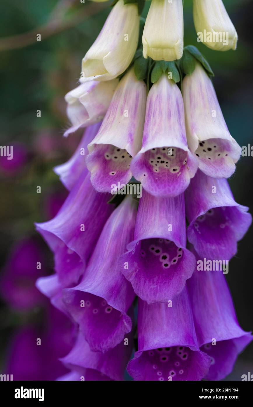 Foxglove, a popular garden plant with bell-shaped flowers. Closeup of a ...