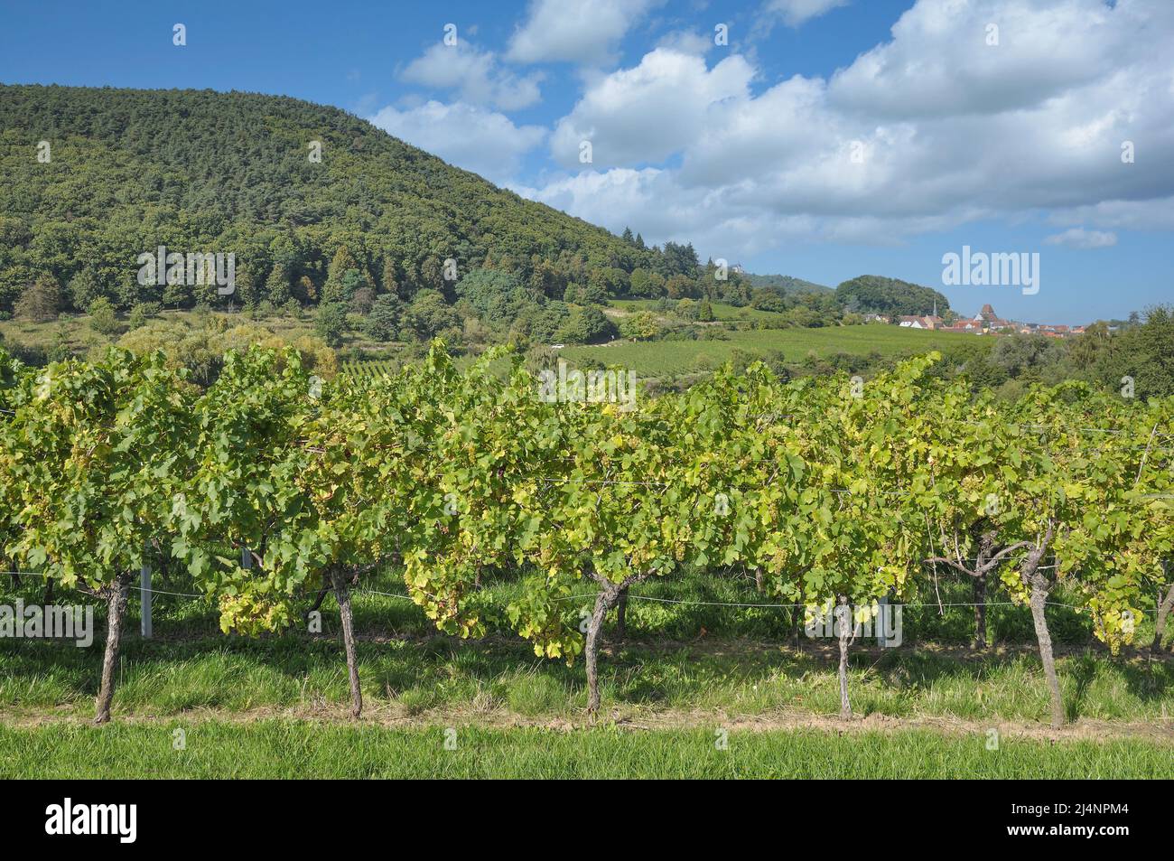 Winegroving hi-res stock photography and images - Alamy