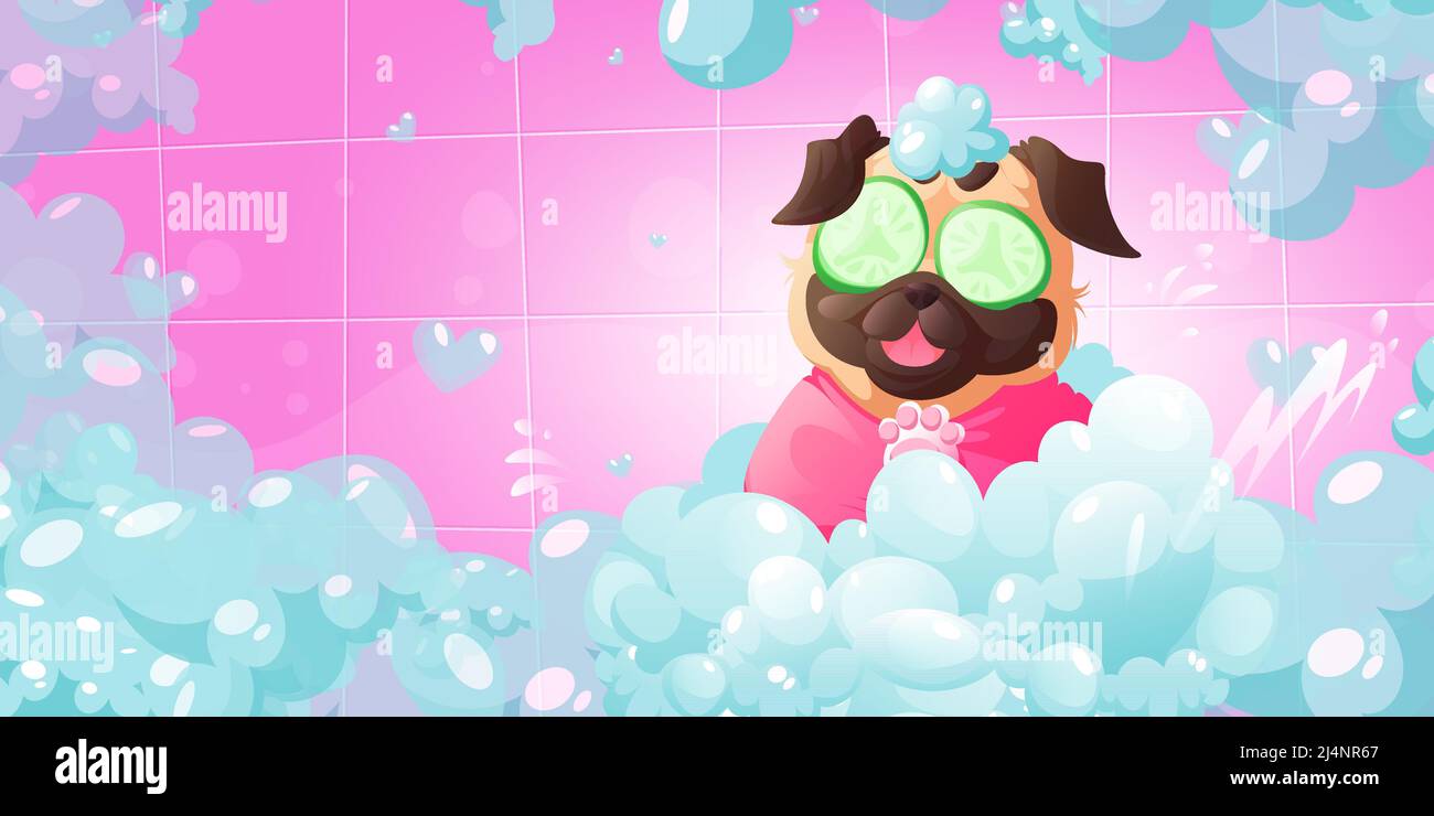 Dogs spa and pets grooming service concept. Funny pug puppy with ...