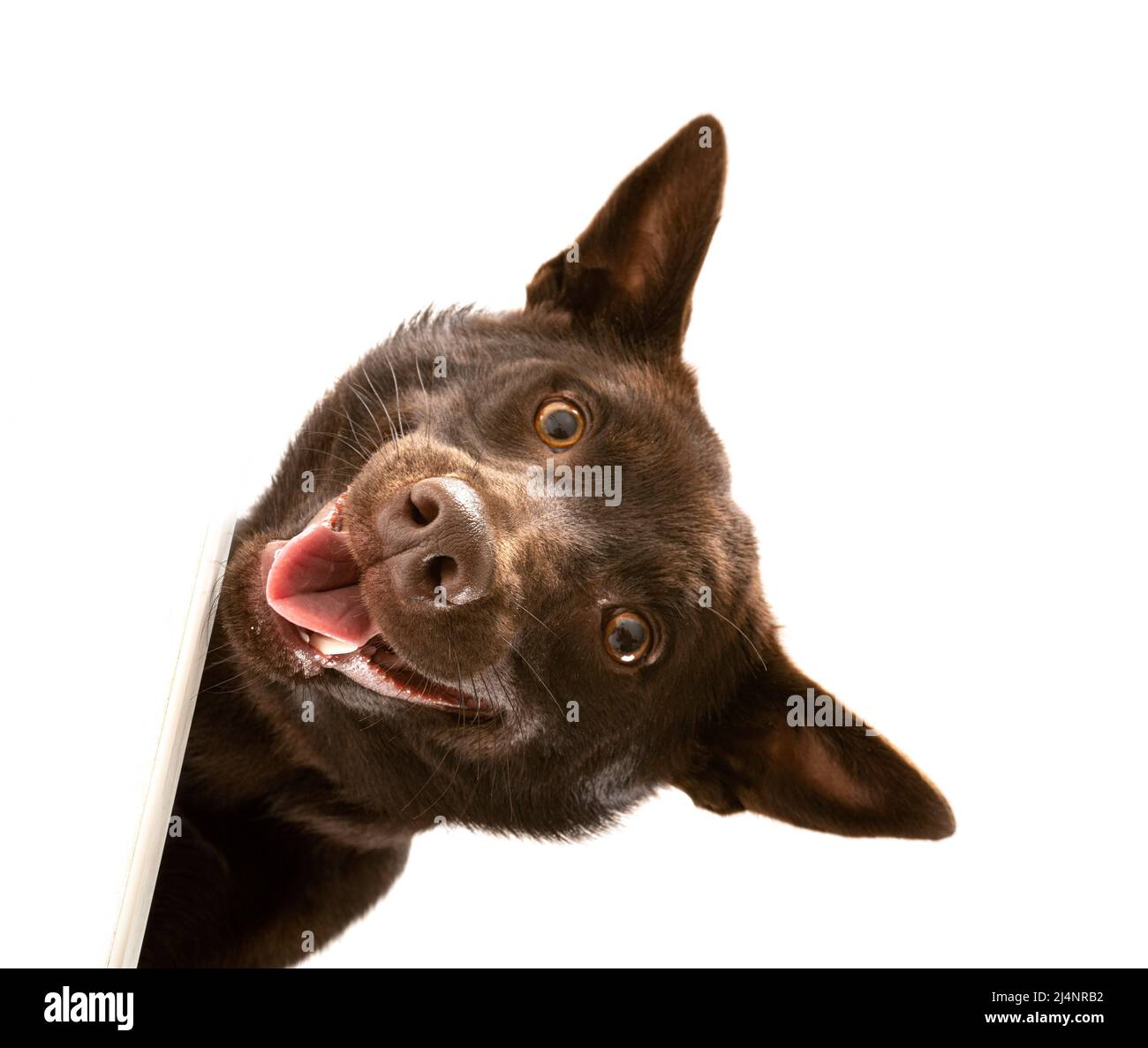 Australian Kelpie in front of white background Stock Photo - Alamy