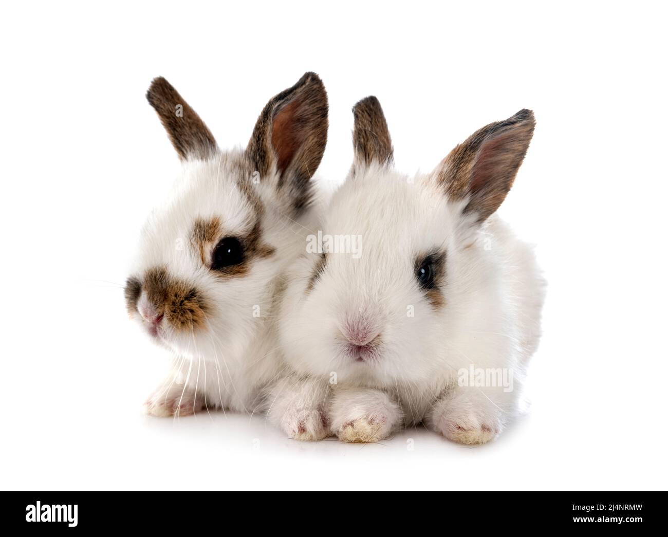 young miniature rabbits in front of white background Stock Photo - Alamy