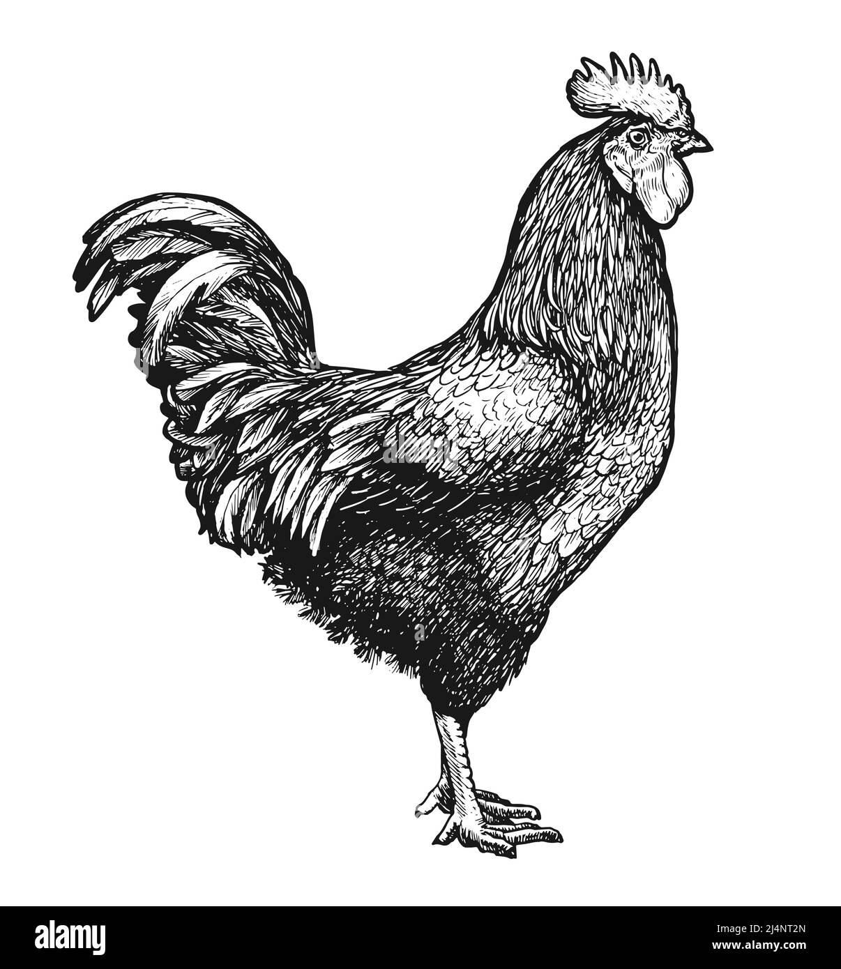 Rooster or farm cockerel sketch. Cock vintage engraving vector ...