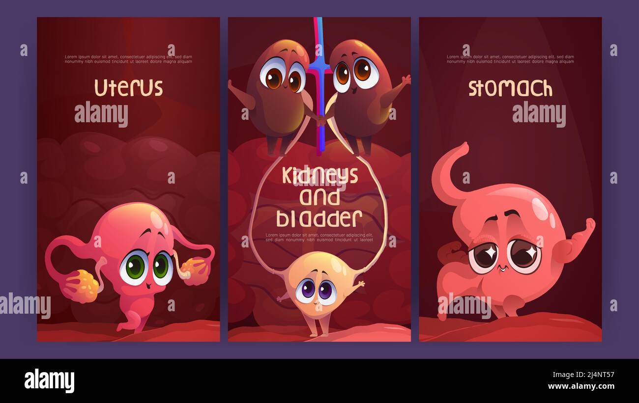 Cartoon medical posters with cute uterus, stomach, kidneys and bladder ...