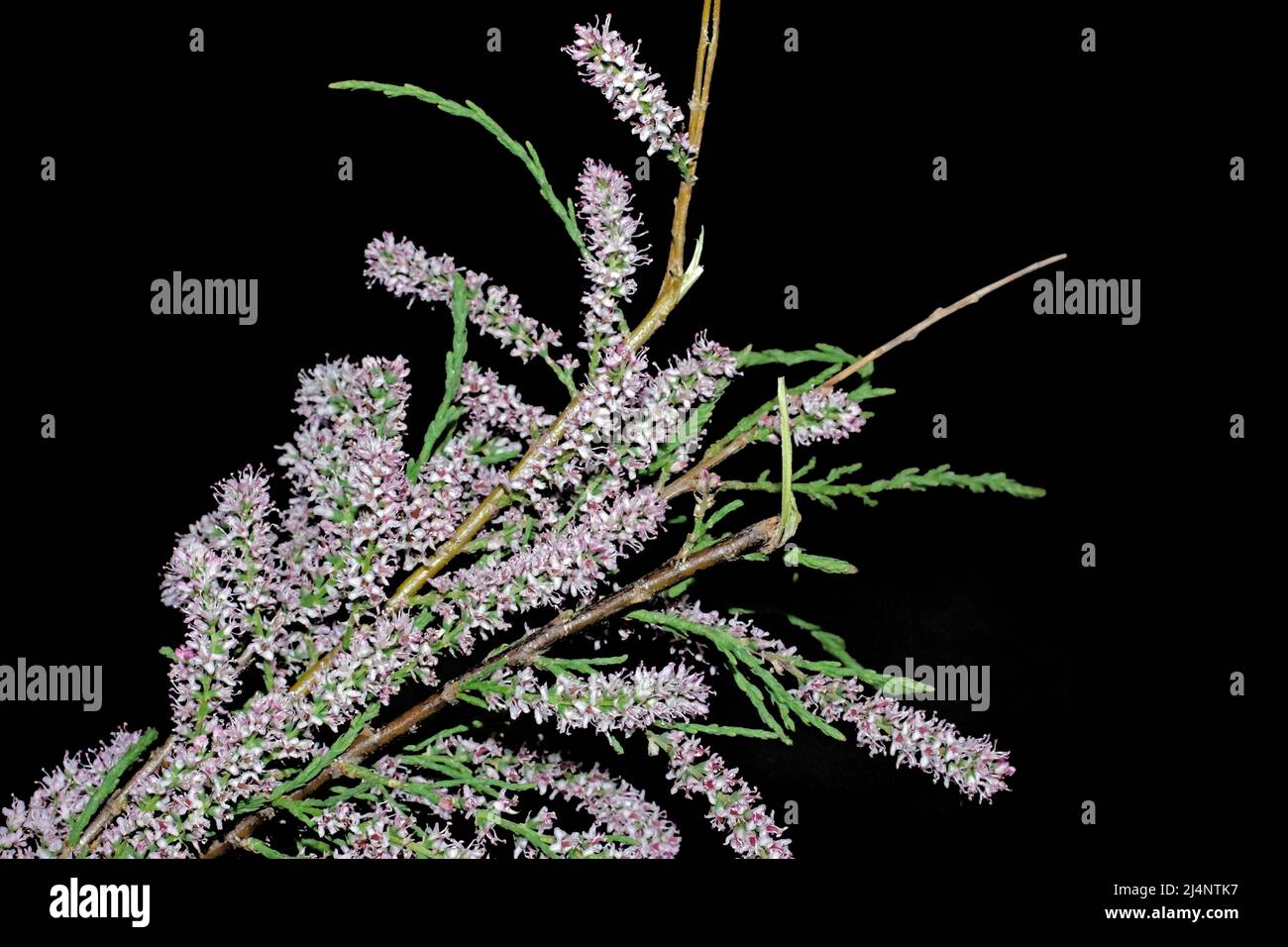 Tamarisk tree (tamarix ramosissima) flowering close-up Stock Photo - Alamy