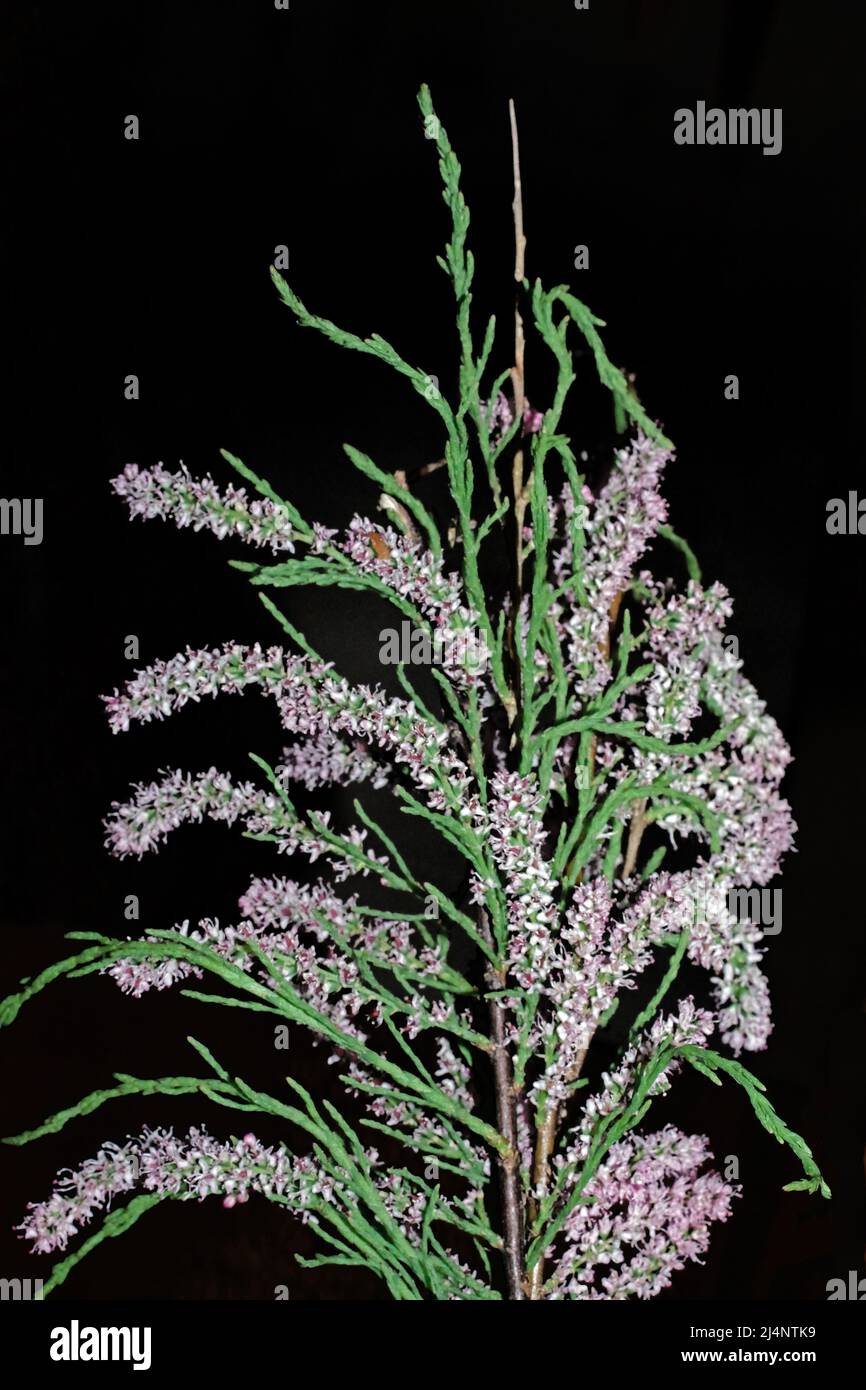 Tamarisk tree (tamarix ramosissima) flowering close-up Stock Photo - Alamy