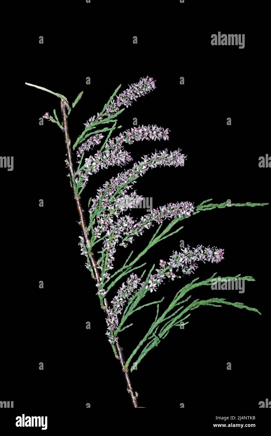 Tamarisk tree (tamarix ramosissima) flowering close-up Stock Photo - Alamy