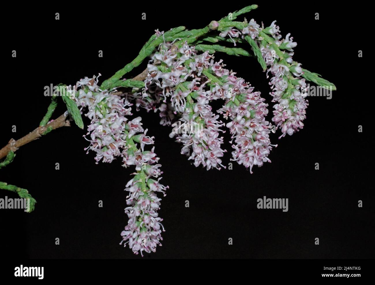 Tamarisk tree tamarix ramosissima hi-res stock photography and images ...