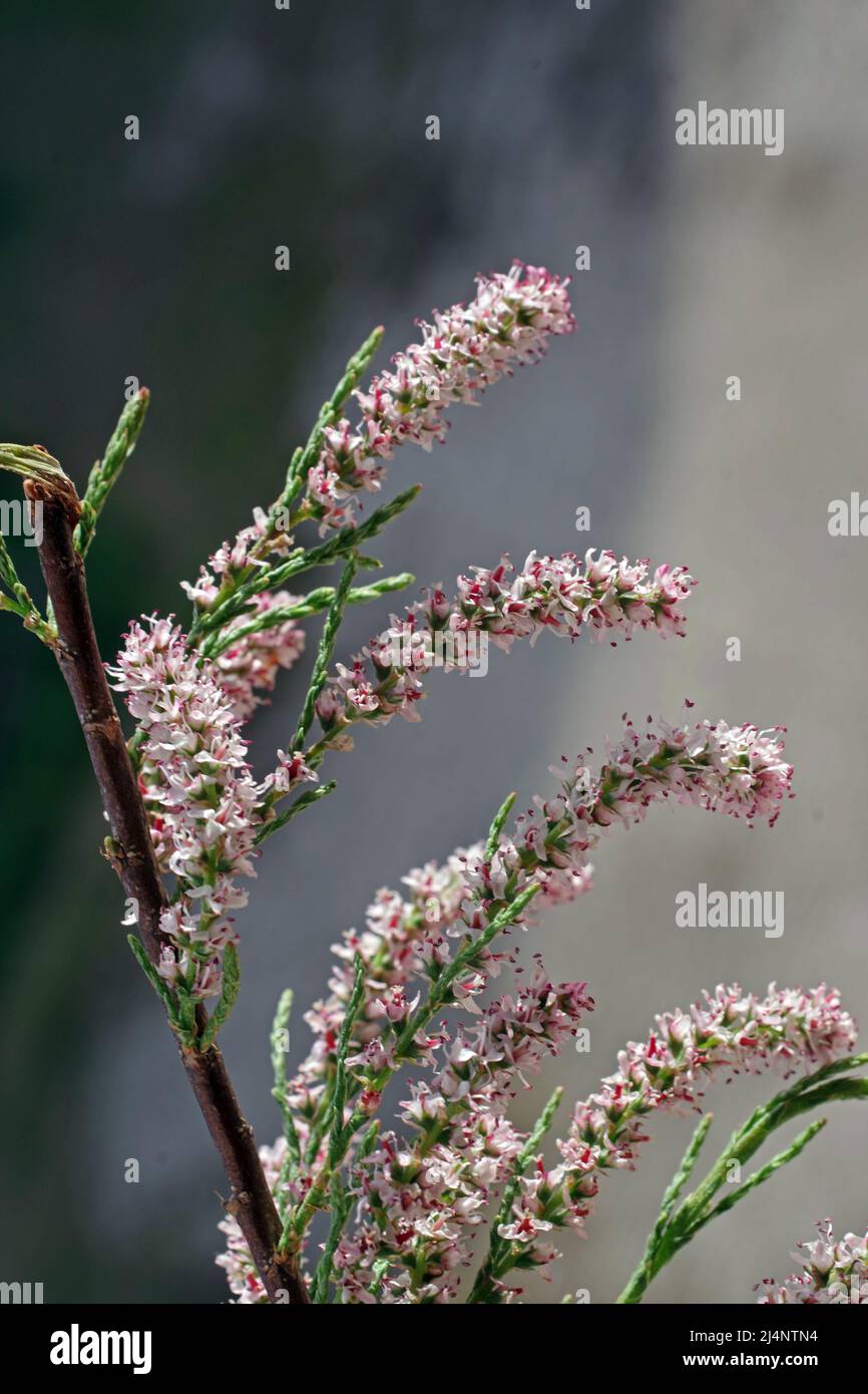 Tamarisk tree (tamarix ramosissima) flowering close-up Stock Photo - Alamy