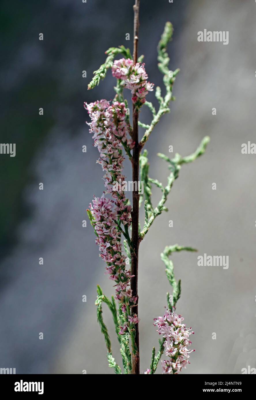 Tamarisk tree (tamarix ramosissima) flowering close-up Stock Photo - Alamy