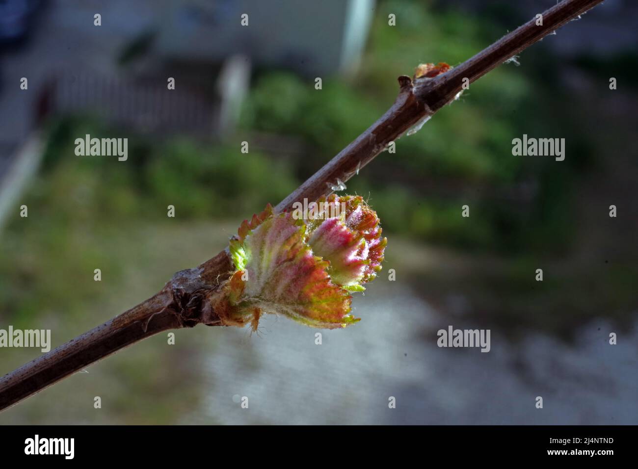 Bloom of vitis vinifera hi-res stock photography and images - Alamy
