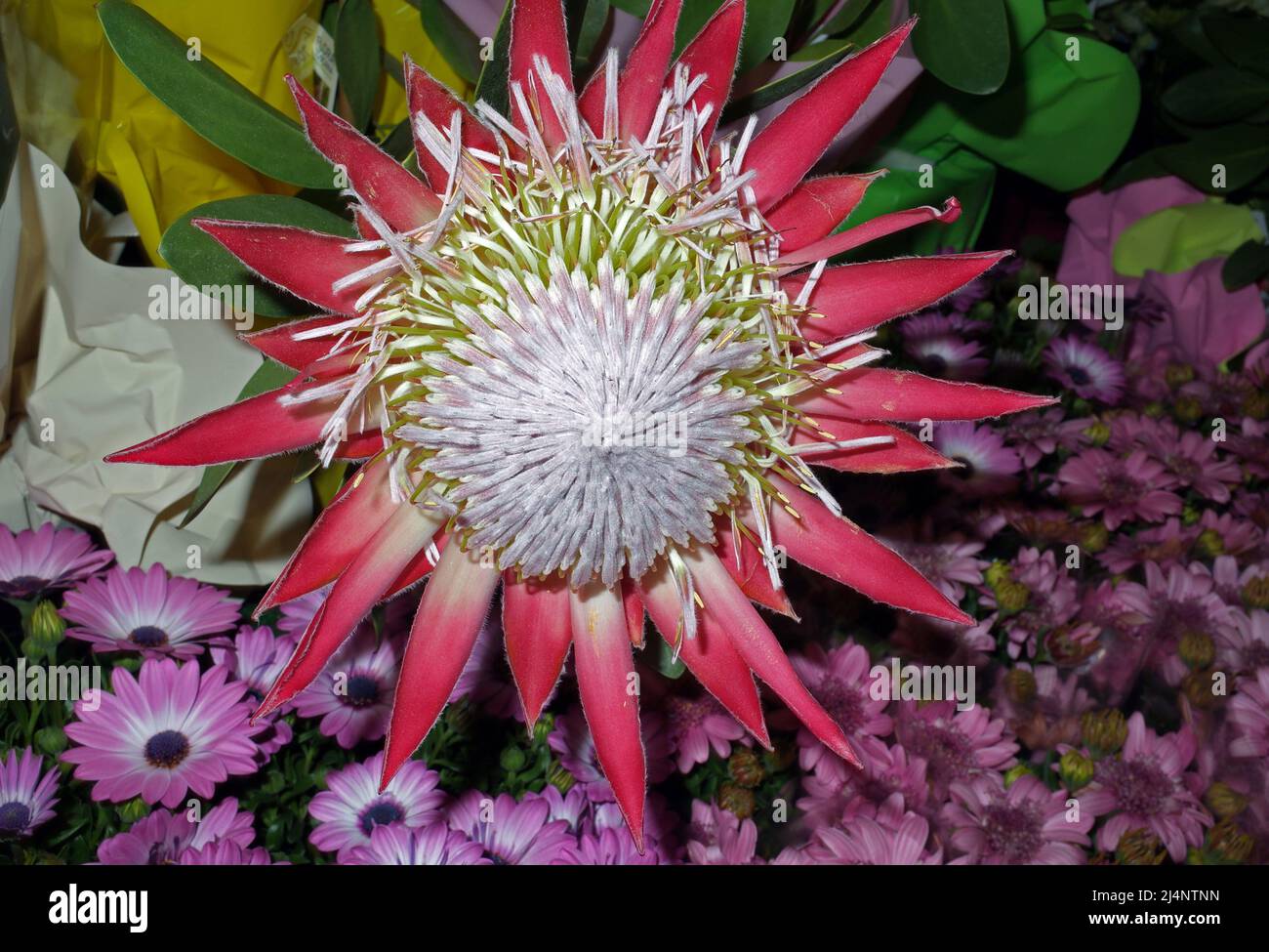 Little prince (protea cynaroides) close-up Stock Photo - Alamy