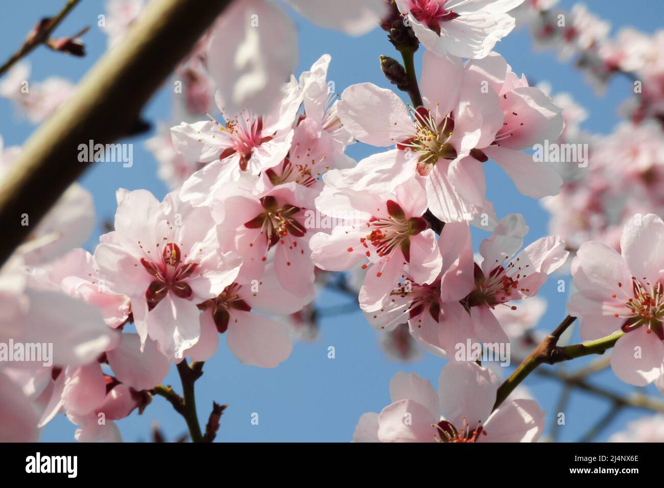 Apricot Trees Flowers