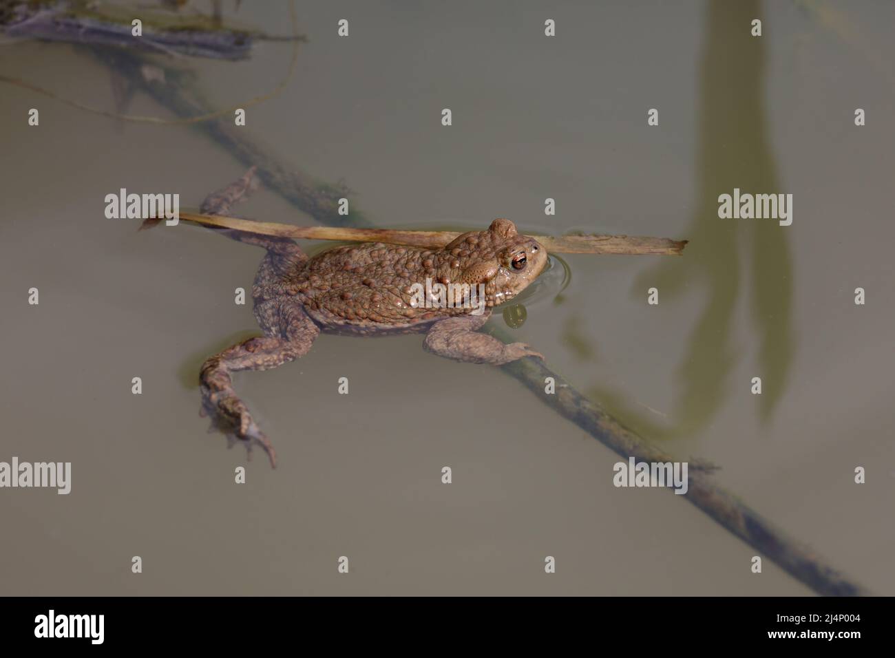 Toad in the breeding season in a pond Stock Photo - Alamy