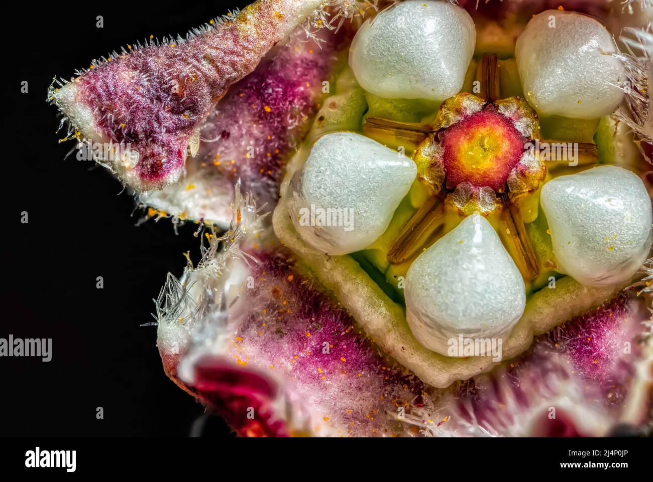 Climbing Milk Weed Flower Stock Photo - Alamy