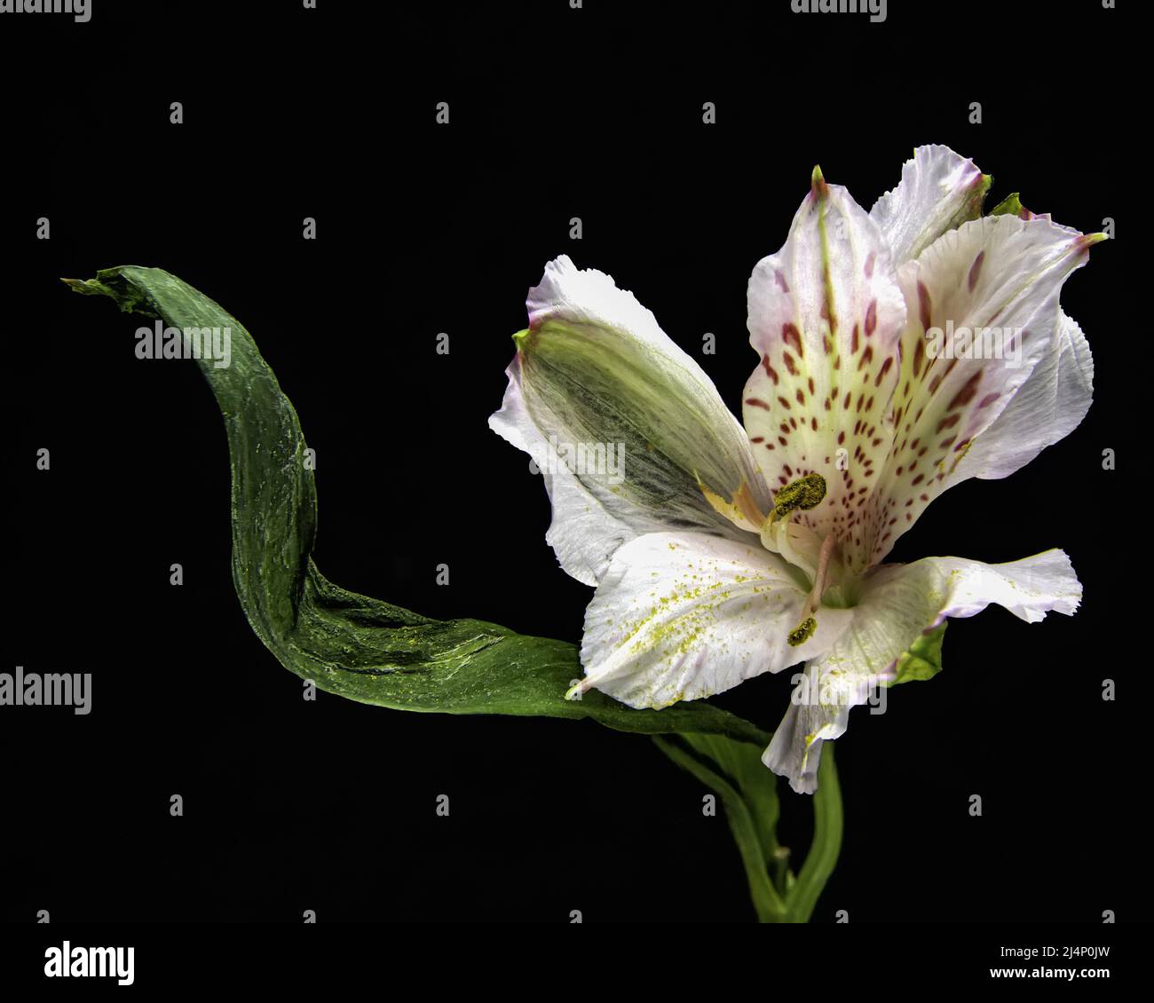 Lily and Leaf Stock Photo - Alamy