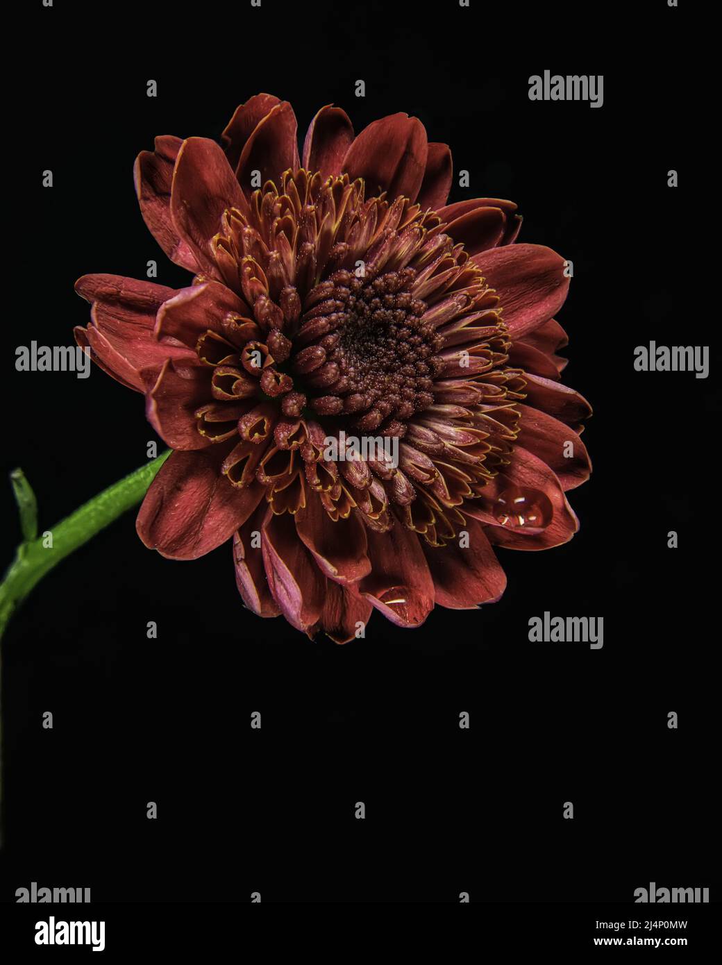 Maroon Daisy with Water Drop Stock Photo - Alamy