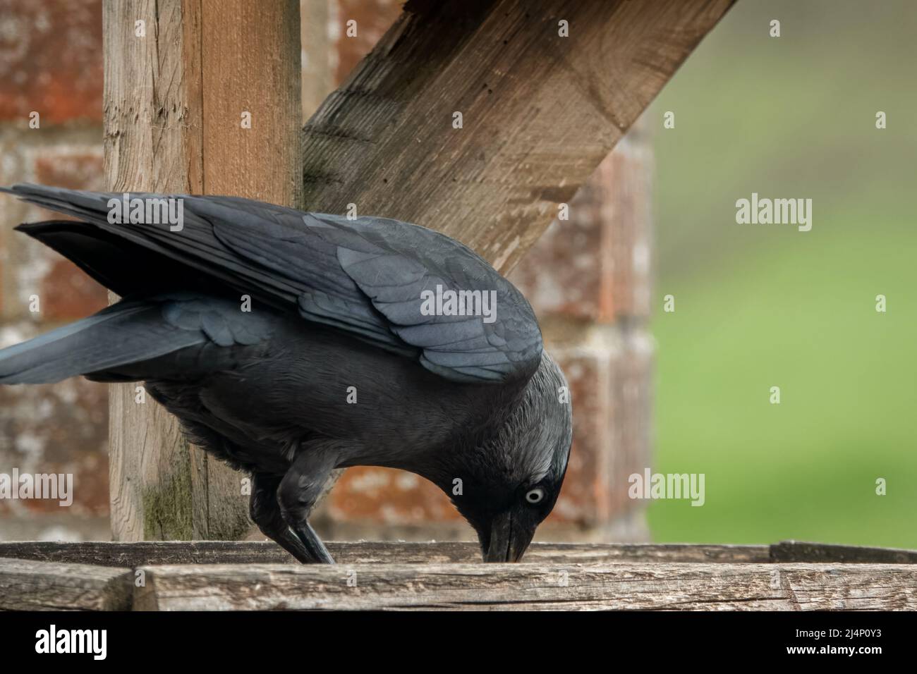 Smart feeder hi-res stock photography and images - Alamy