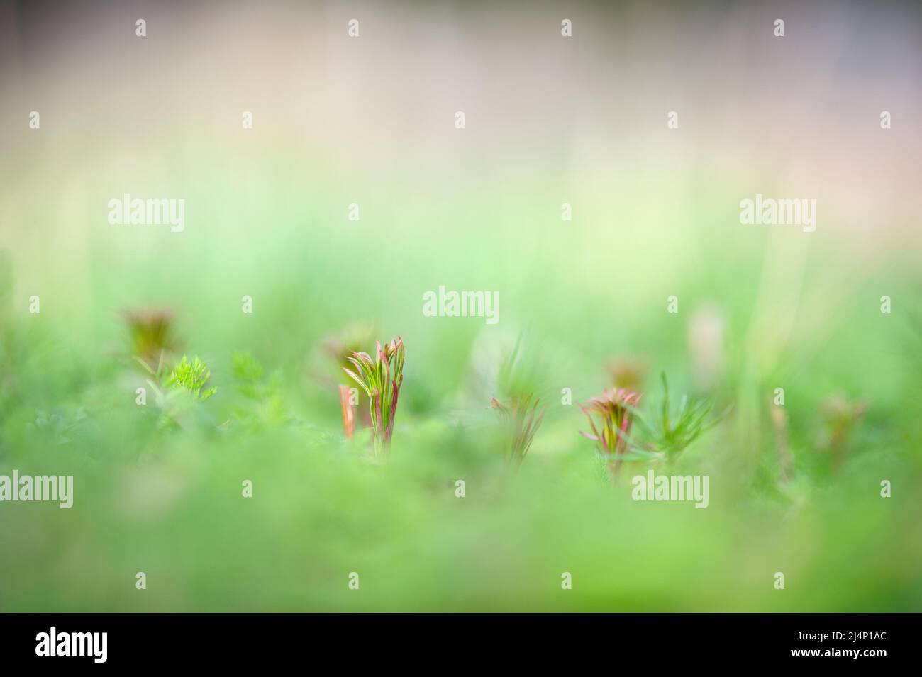 Willow sprout hi-res stock photography and images - Alamy