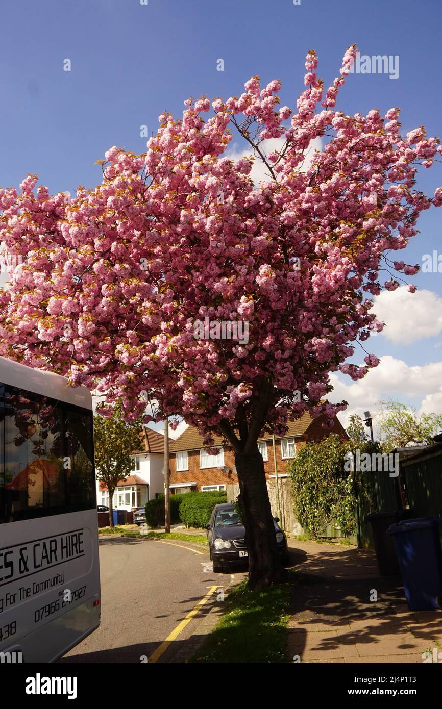 Beautiful pink trees hi-res stock photography and images - Alamy