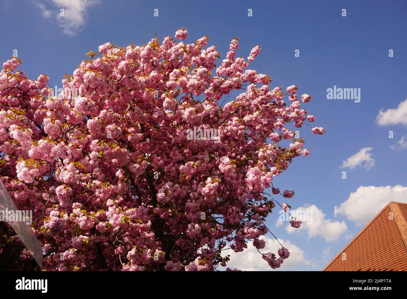 Beautiful pink trees in the spring in London, United Kingdom Stock ...