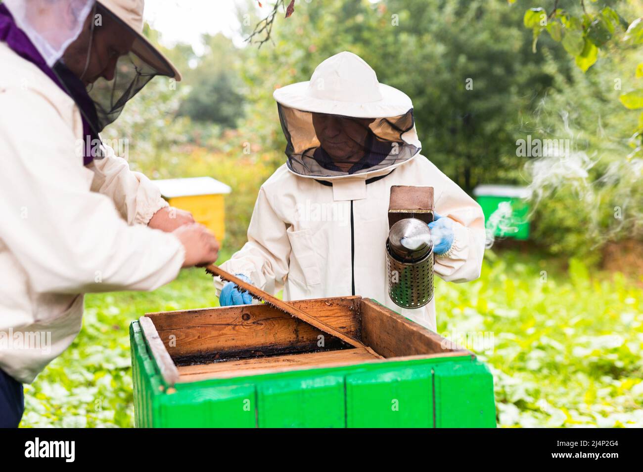 Experienced beekeeper teaches his son caring for bees. Concept of ...