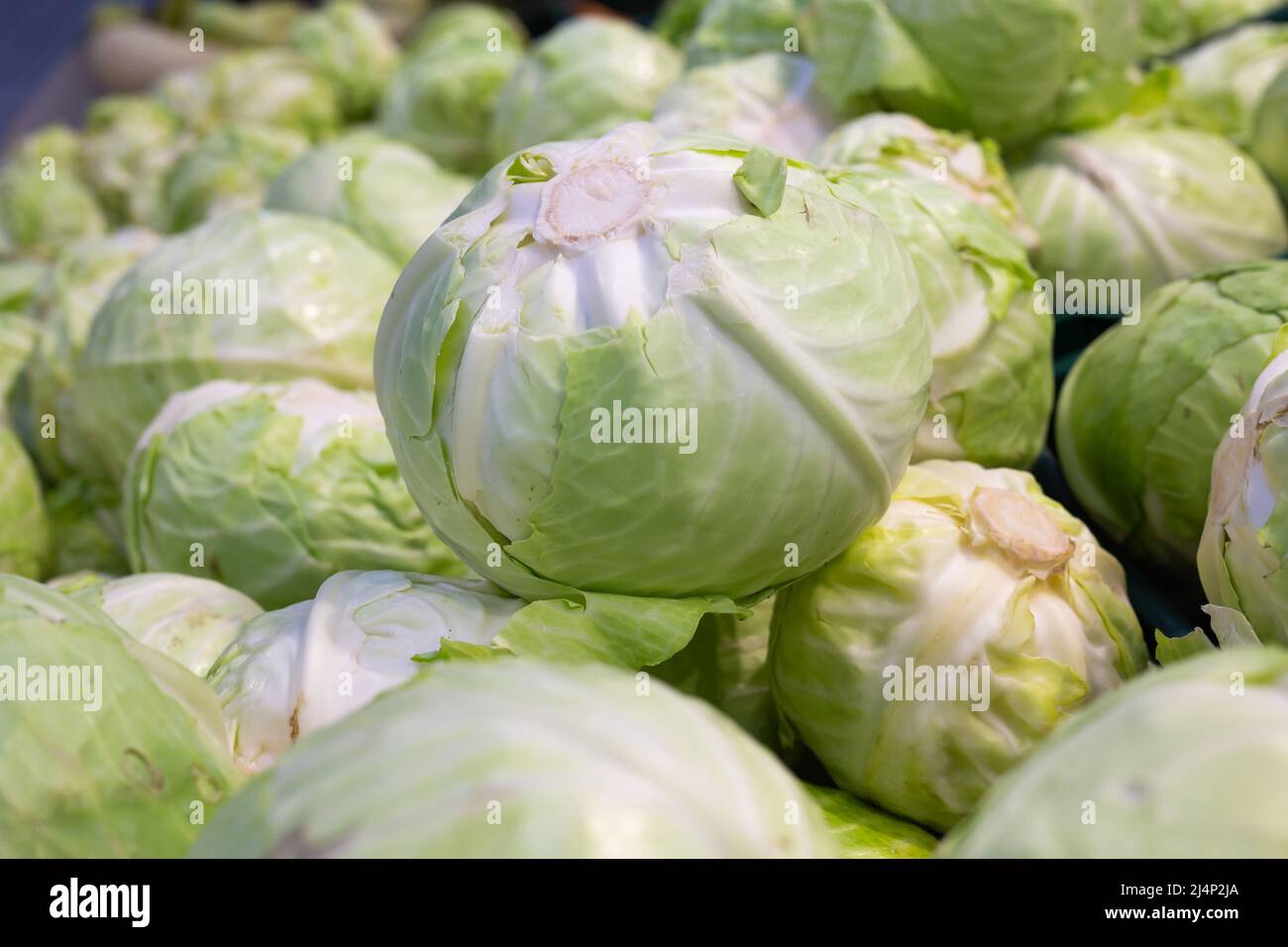 heads ripe cabbage texture background Stock Photo - Alamy