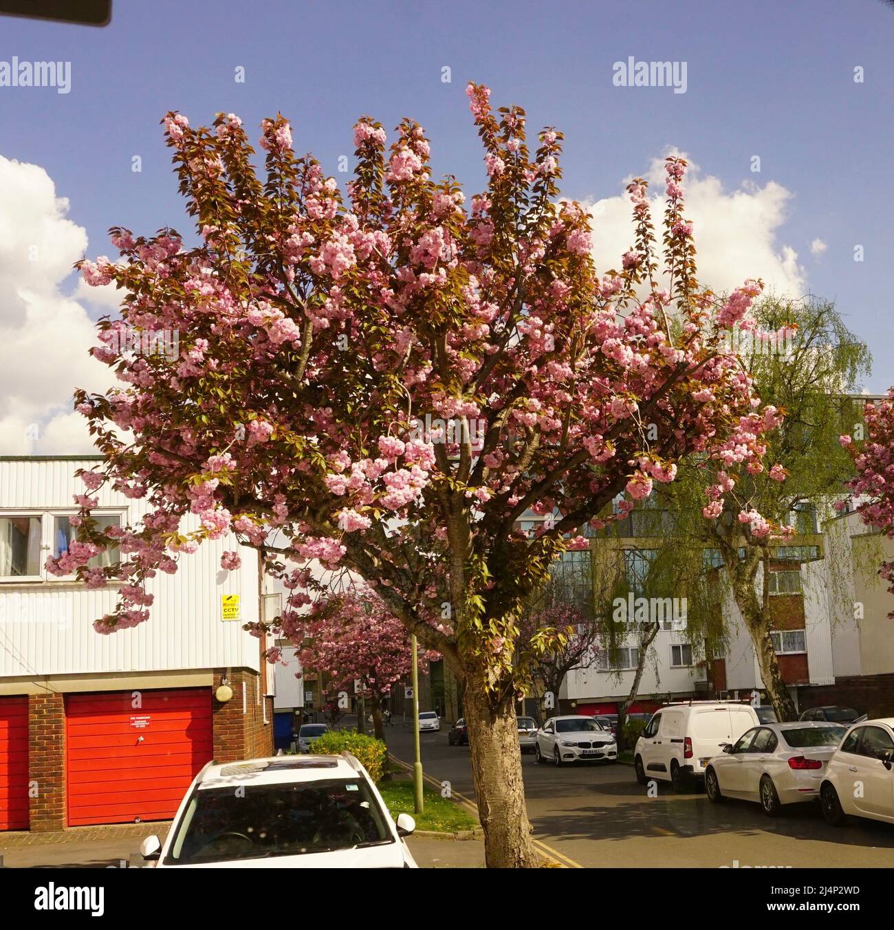 Beautiful pink trees in the spring in London, United Kingdom Stock ...